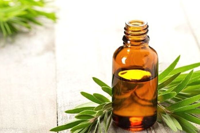 Tea Tree Oil: How And When To Use Tea Tree Essential Oil
