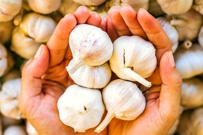 Eating Raw Garlic: Benefits, How To Eat It And How Much To Eat