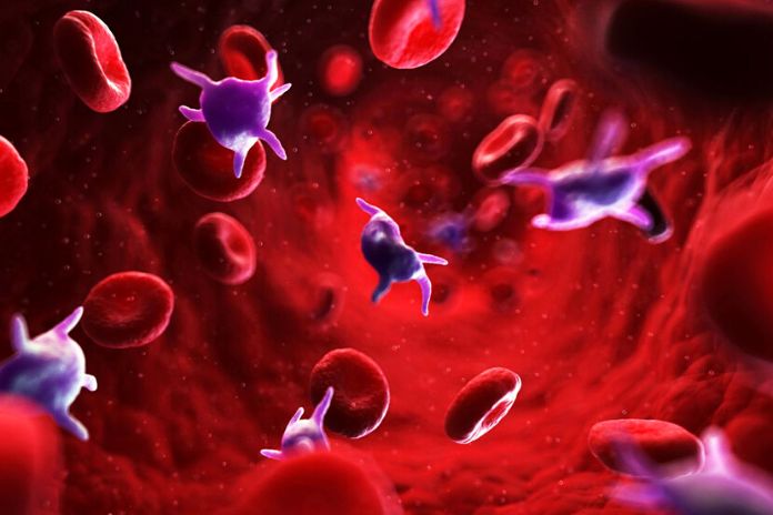 Immune System And Blood: What It Is And Tests