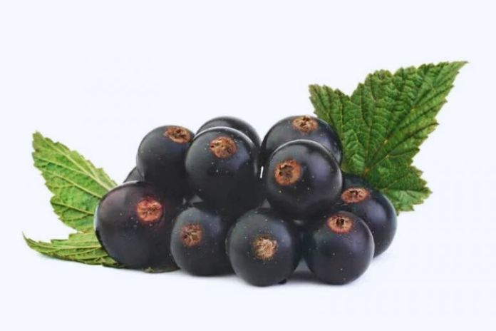 Blackcurrant: What It Is, Properties, Benefits, And Uses